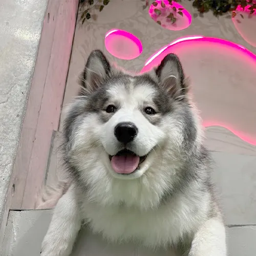 HUSKY CAFE TOKYO｜東京にあるハスキー専門の犬カフェ