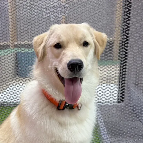 HUSKY CAFE TOKYO｜東京にあるハスキー専門の犬カフェ