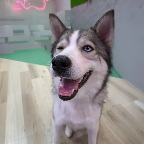 HUSKY CAFE TOKYO｜東京にあるハスキー専門の犬カフェ